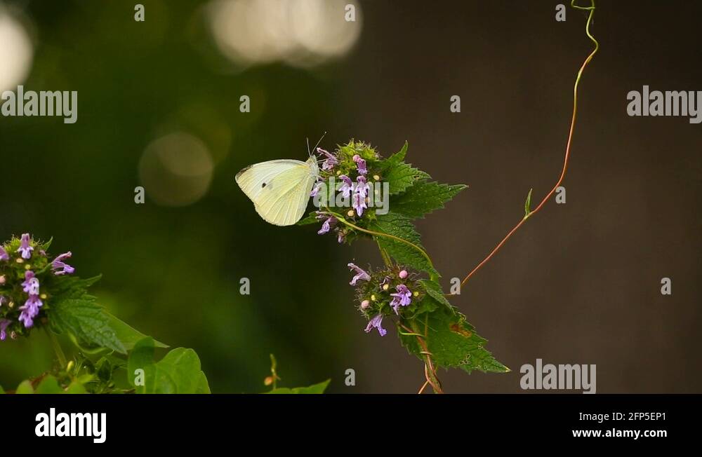Pieris flowering Stock Videos & Footage - HD and 4K Video Clips - Alamy