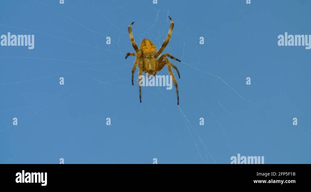 Yellow spider in blue background Stock Videos & Footage - HD and 4K ...
