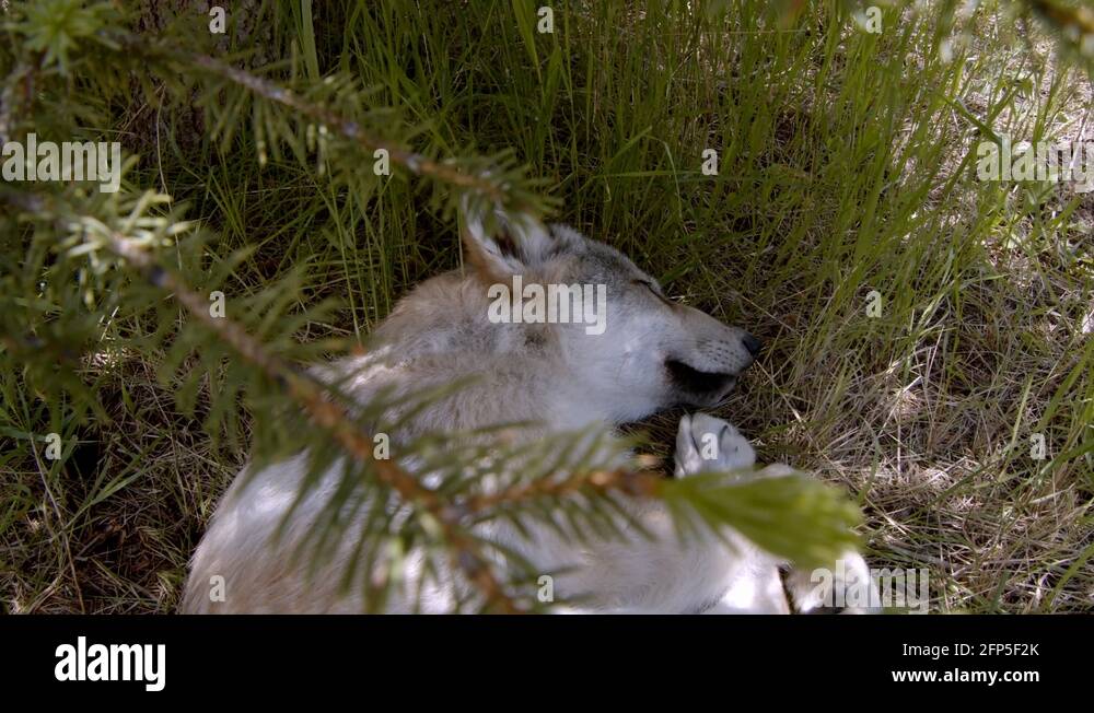 Under a pine Stock Videos & Footage - HD and 4K Video Clips - Alamy