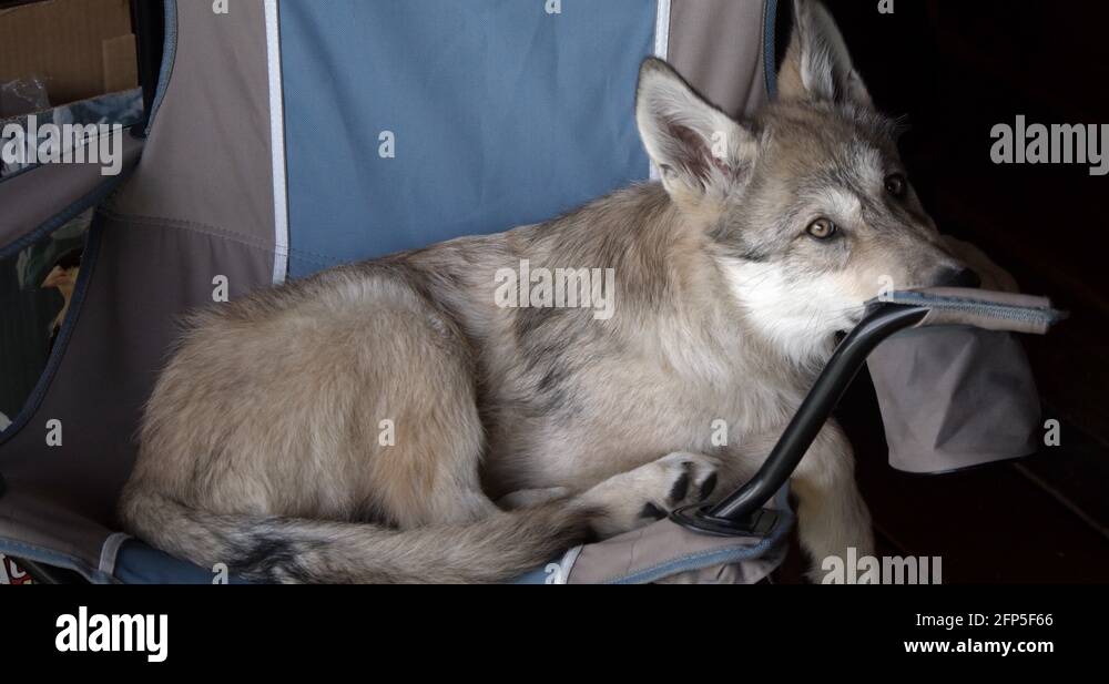 Young Timber Wolf relaxing on a camping chair Stock Video Footage - Alamy