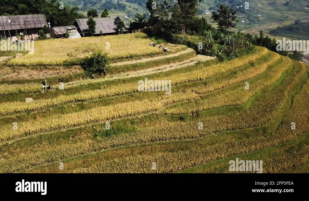 locals harvesting rice. dolly in shot over Sa pa terraces revealing ...