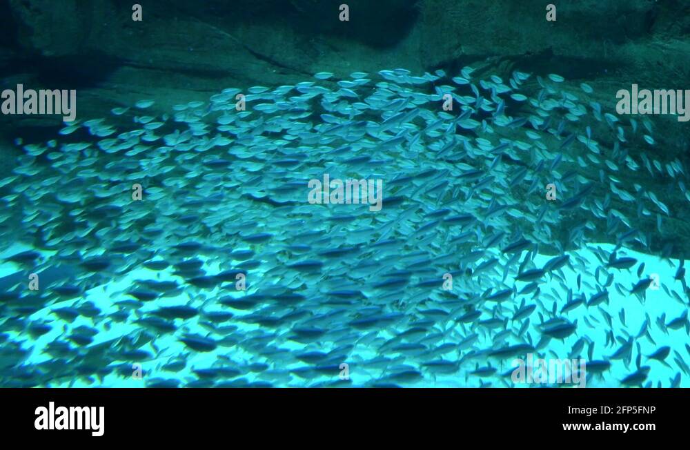 Paris aquarium of paris Stock Videos & Footage - HD and 4K Video Clips ...