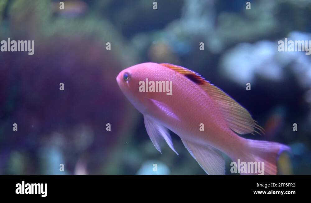 Red sea wrasse fish Stock Videos & Footage - HD and 4K Video Clips - Alamy
