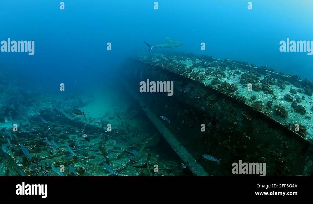 Diver shark wreck Stock Videos & Footage - HD and 4K Video Clips - Alamy