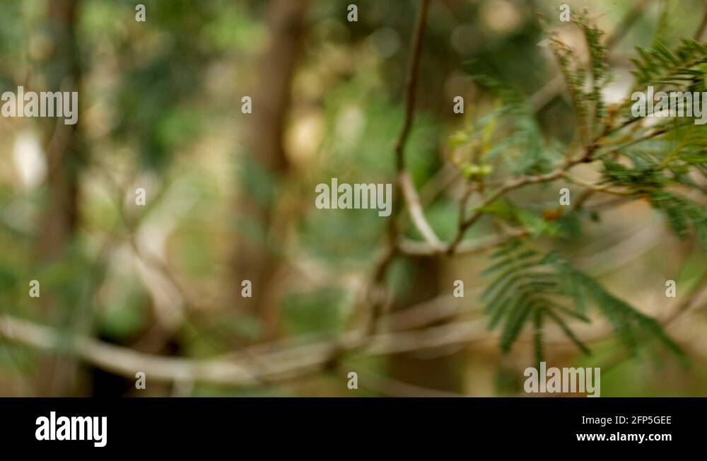 Australian wattle tree Stock Videos & Footage - HD and 4K Video Clips ...