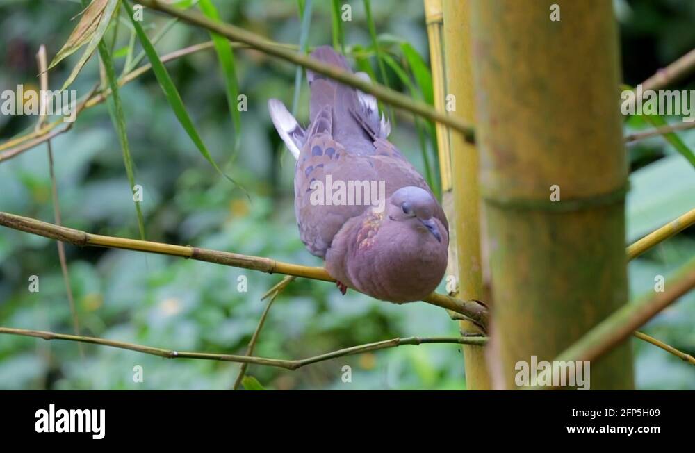 Unusual tree branch Stock Videos & Footage - HD and 4K Video Clips - Alamy