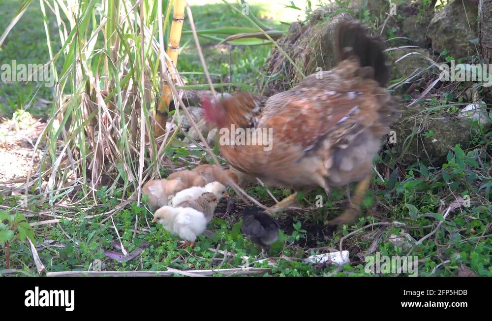 Scratch and peck Stock Videos & Footage - HD and 4K Video Clips - Alamy