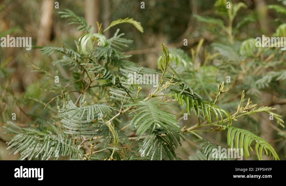 CLOSE UP of a native Australian black wattle tree blowing in the wind ...