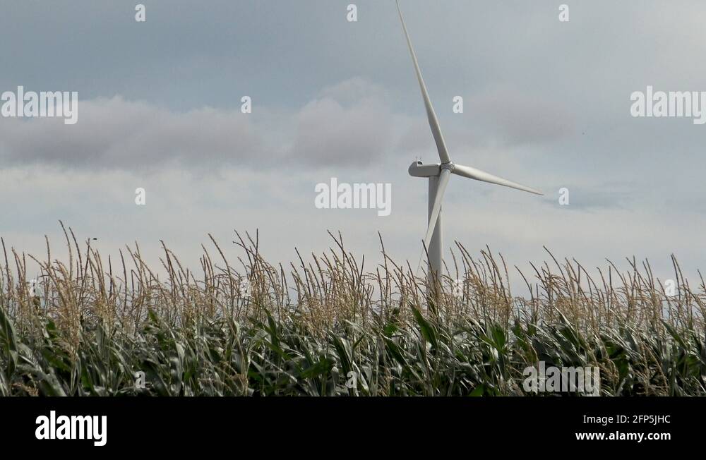 Wind turbine in corn field Stock Video Footage - Alamy
