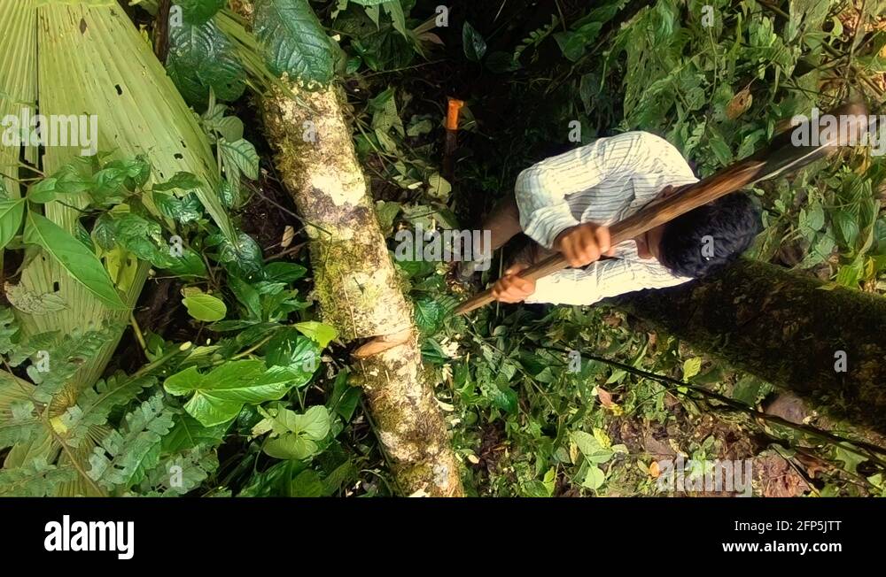 indigenous man cutting a fallen tree with an ax in the amazon ...