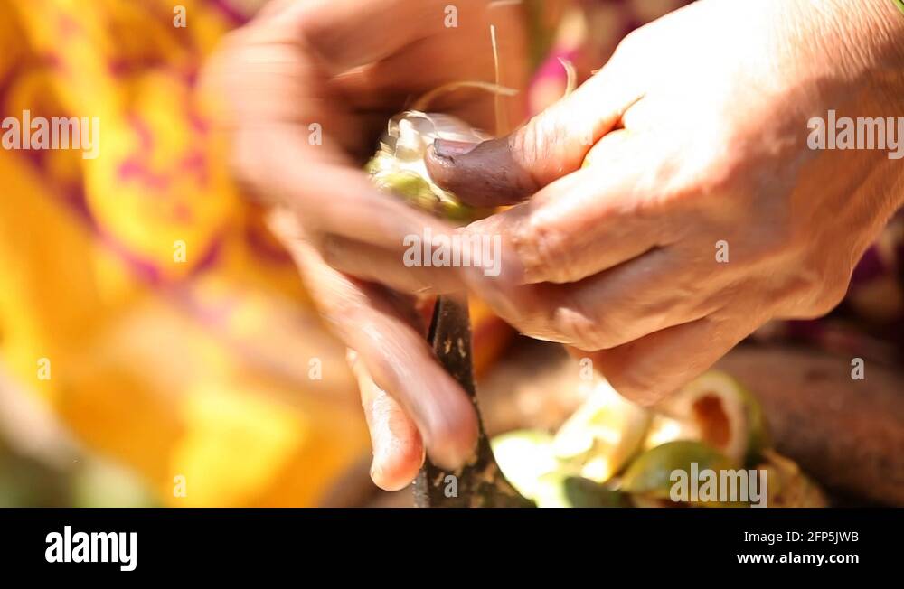 Areca nut is the seed of the areca palm Stock Videos & Footage - HD and ...