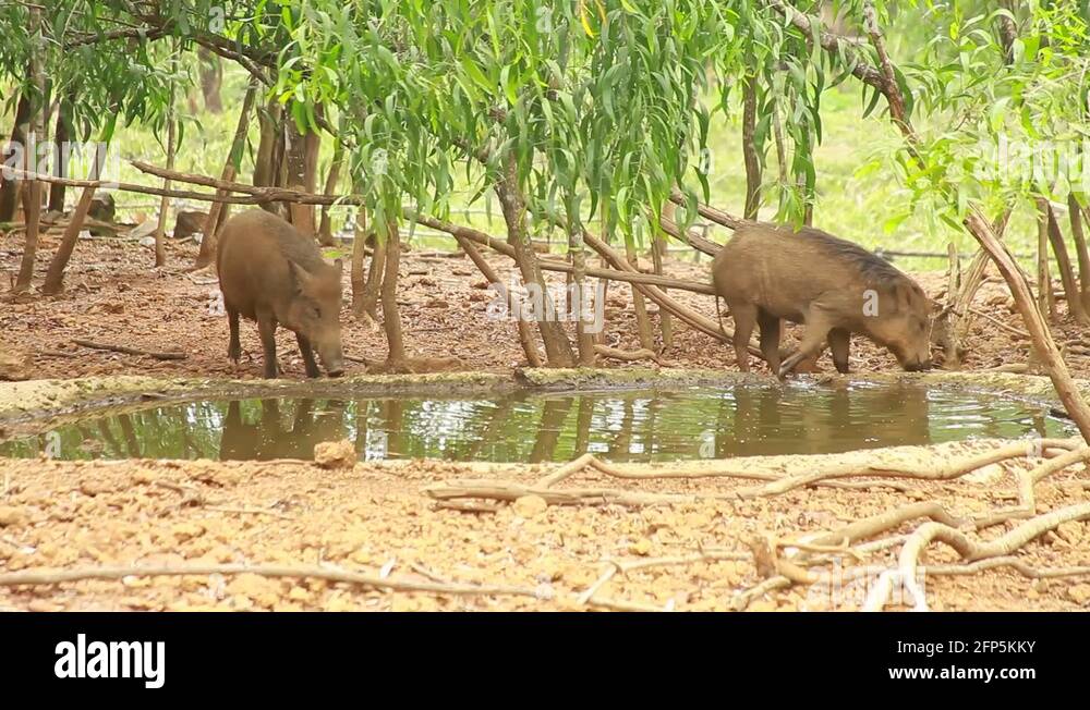 Pig drinking water Stock Videos & Footage - HD and 4K Video Clips - Alamy