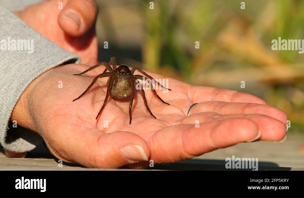 Great raft spider Stock Videos & Footage - HD and 4K Video Clips - Alamy
