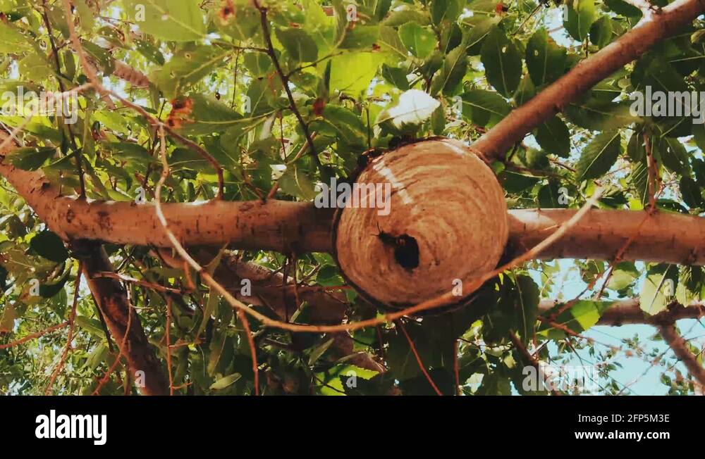 Honey bee hive tree Stock Videos & Footage - HD and 4K Video Clips - Alamy