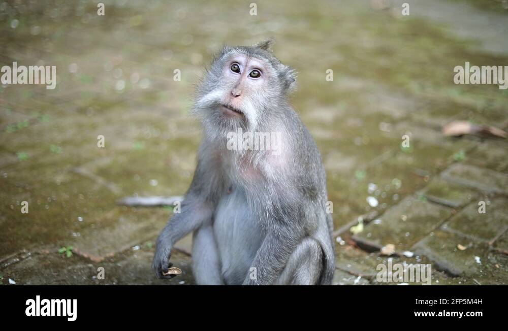 Baby monkeys cuddling Stock Videos & Footage - HD and 4K Video Clips ...