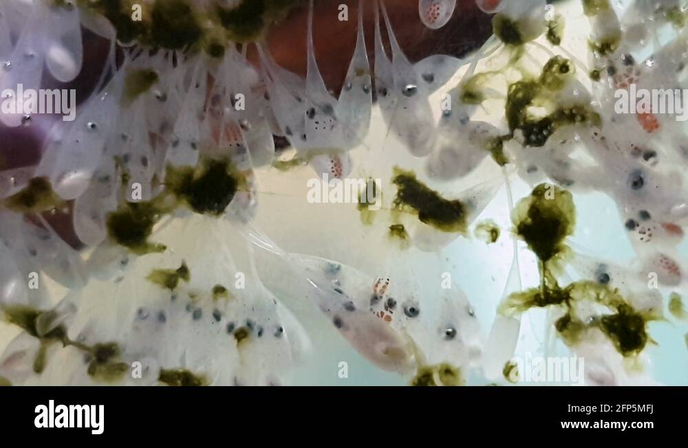 Octopus reproduction Stock Videos & Footage - HD and 4K Video Clips - Alamy