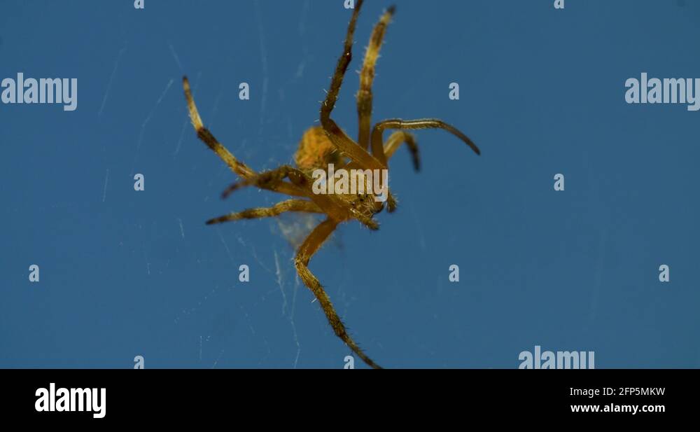 Spider pose Stock Videos & Footage - HD and 4K Video Clips - Alamy