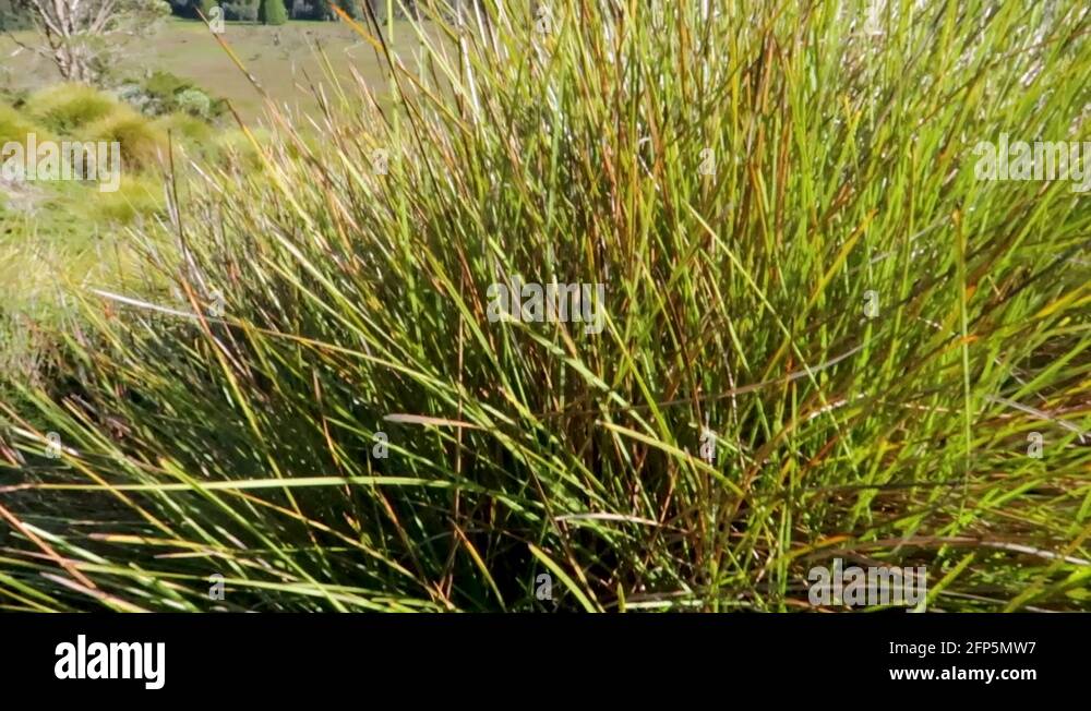 Tasmanian trail Stock Videos & Footage - HD and 4K Video Clips - Alamy