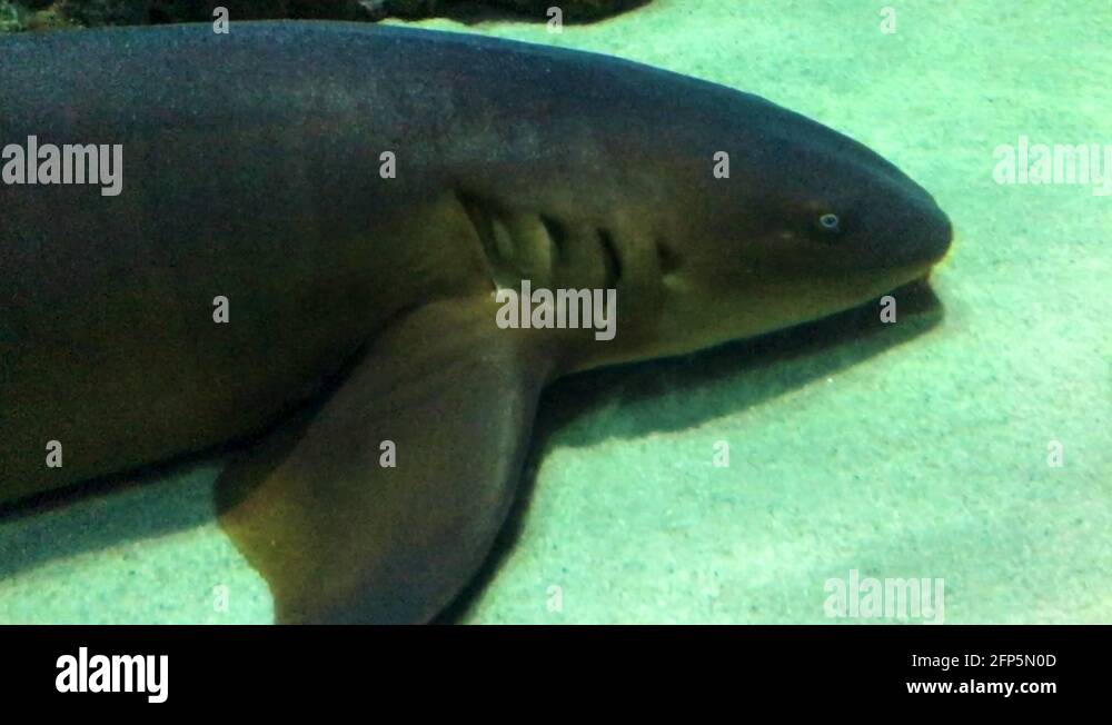 Fish breathing Stock Videos & Footage - HD and 4K Video Clips - Alamy