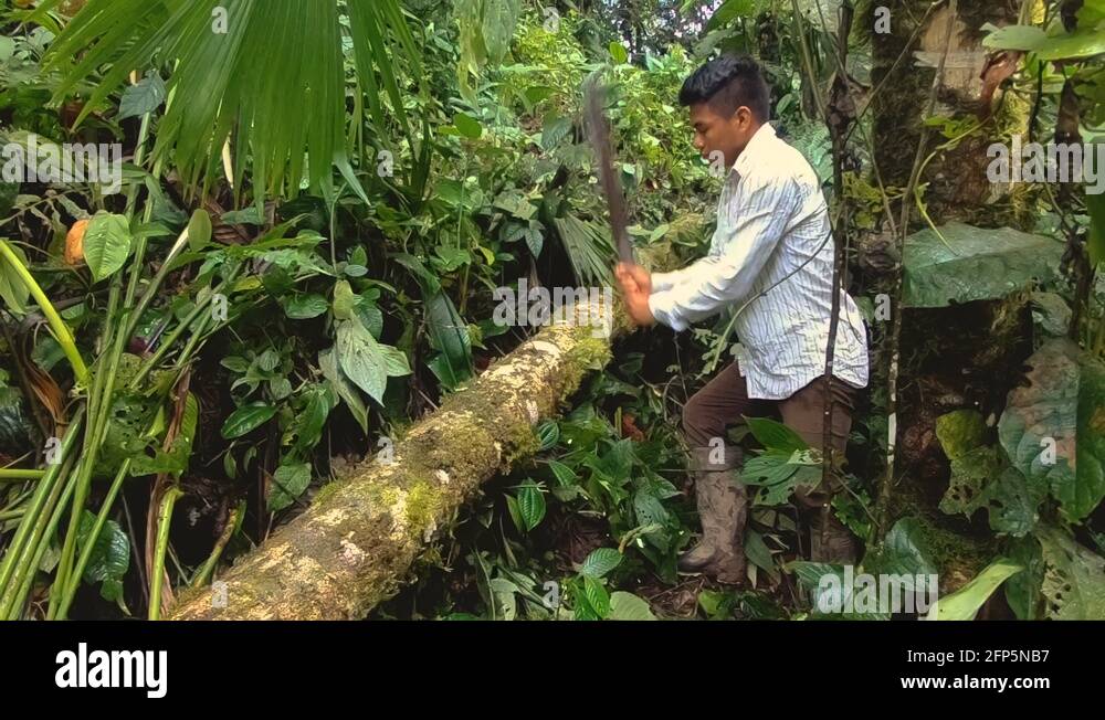 Indigenous tree cutting Stock Videos & Footage - HD and 4K Video Clips ...