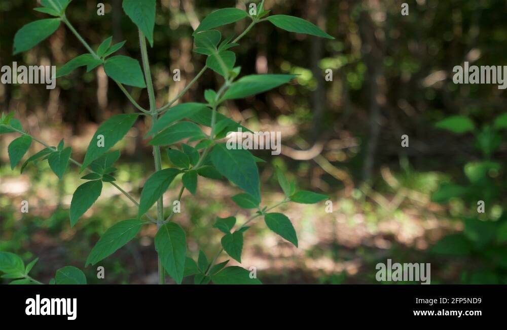 Wild plant identification Stock Videos & Footage - HD and 4K Video Clips - Alamy