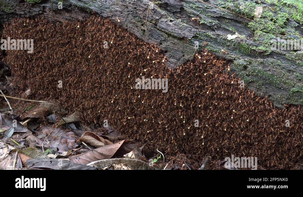 Litter in tree Stock Videos & Footage - HD and 4K Video Clips - Alamy