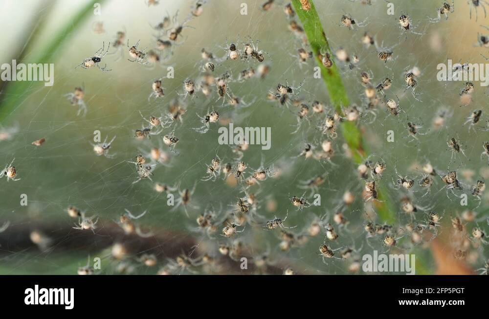 Baby spiders in nature in Stock Videos & Footage - HD and 4K Video ...