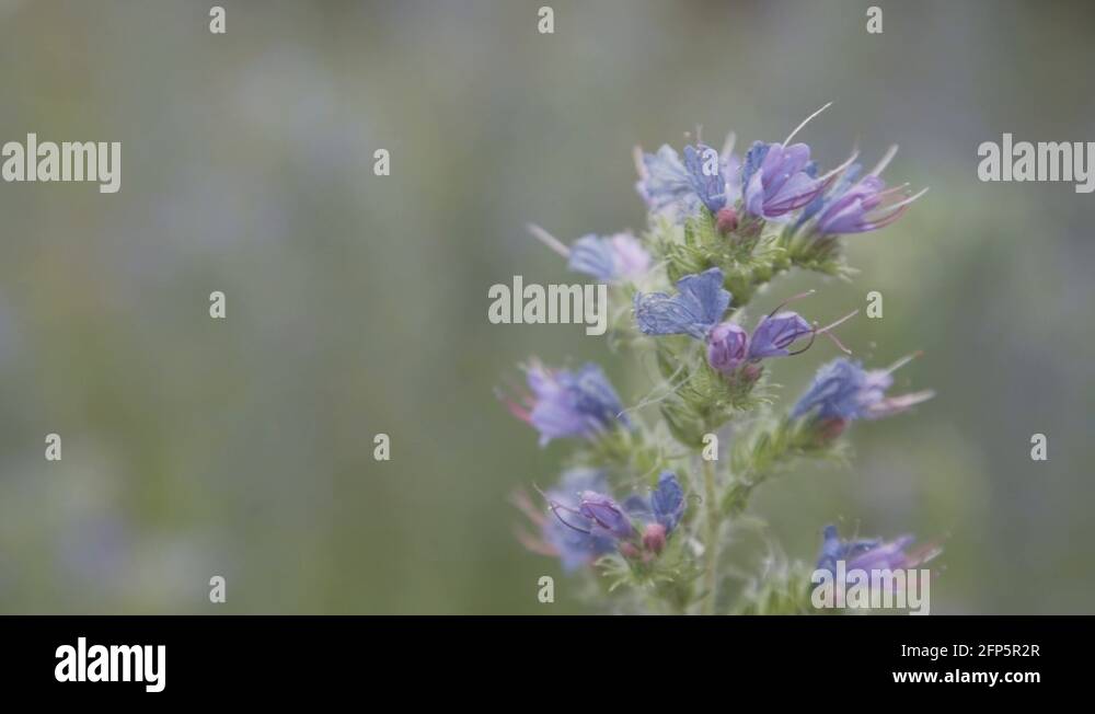 The most beautiful flower in nature Stock Videos & Footage - HD and 4K ...