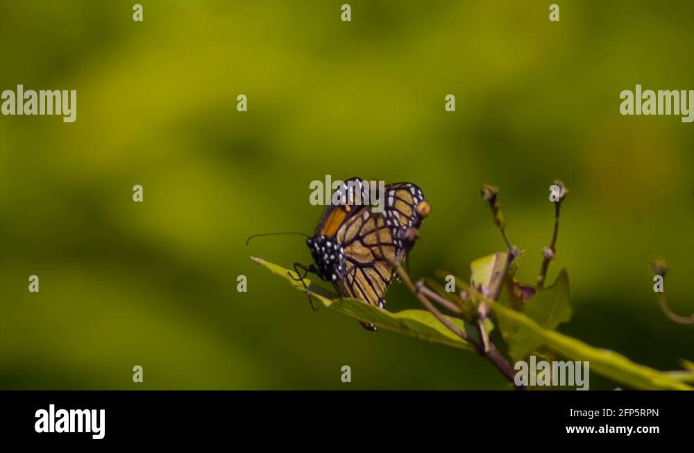 Tattered wings Stock Videos & Footage - HD and 4K Video Clips - Alamy
