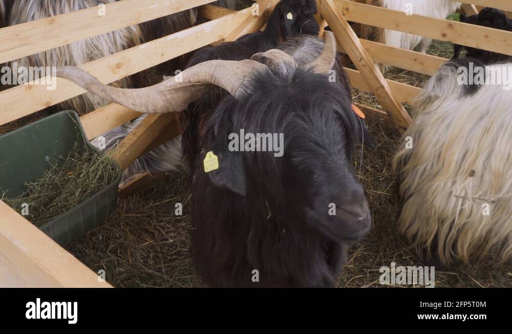Goat ear Stock Videos & Footage - HD and 4K Video Clips - Alamy