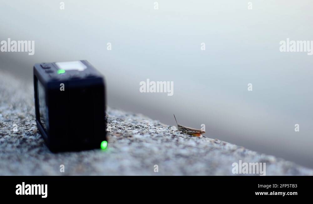 Close up photo of grasshopper Stock Videos & Footage - HD and 4K Video ...