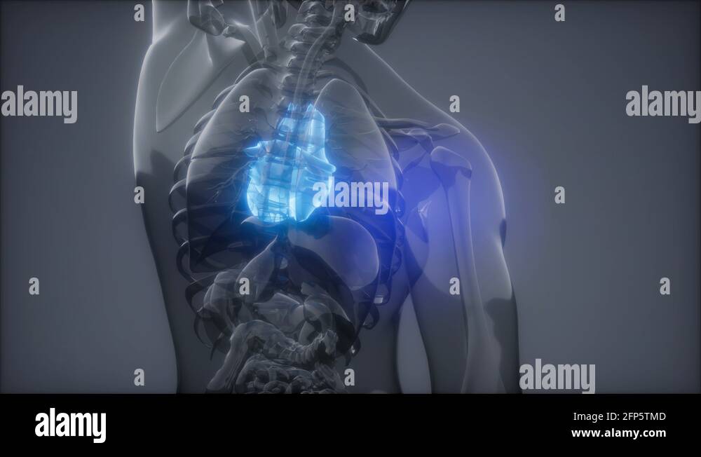 Heart organ xray Stock Videos & Footage - HD and 4K Video Clips - Alamy