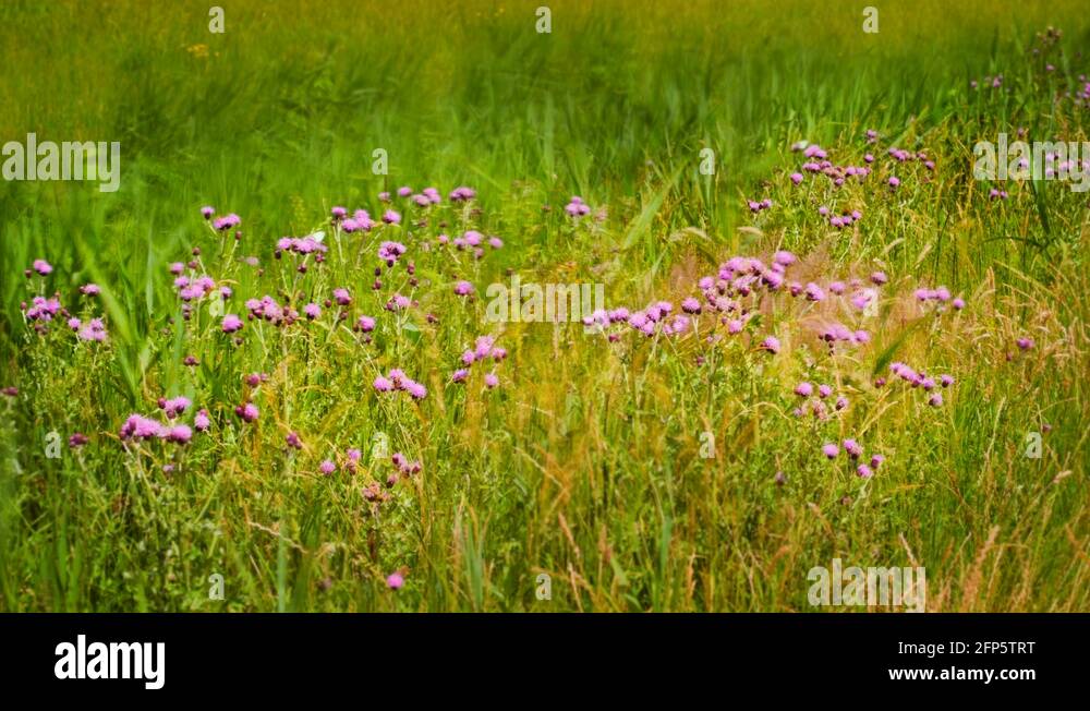 Wildflowers garden insects Stock Videos & Footage - HD and 4K Video ...