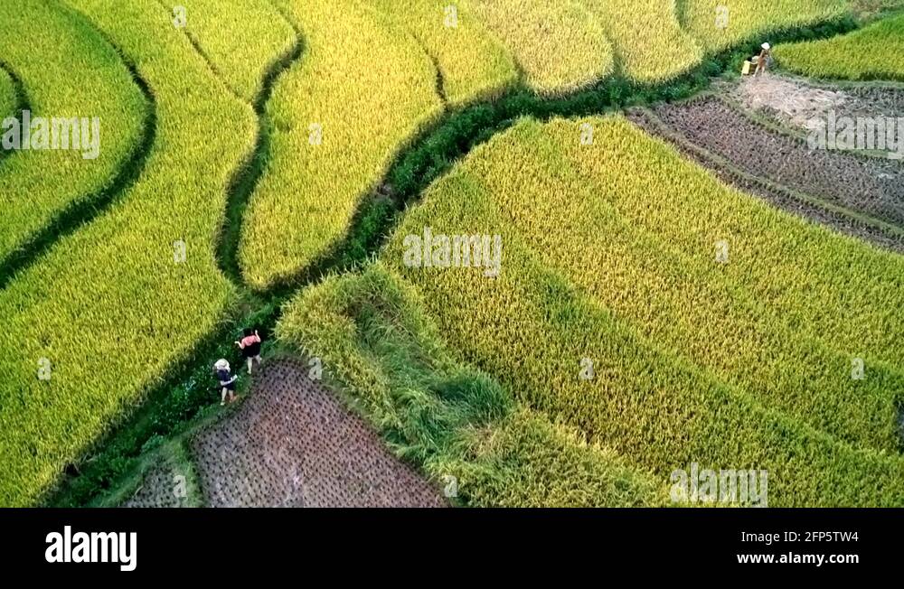 Sapa rice paddy Stock Videos & Footage - HD and 4K Video Clips - Alamy