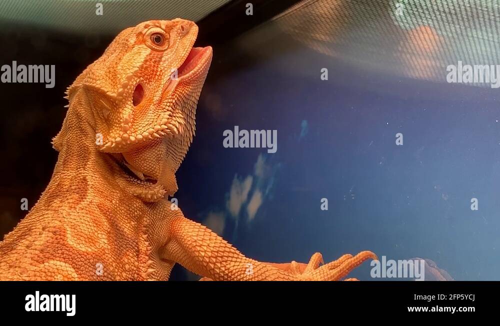 A pet bearded dragon basking in the UV light with mouth open and tongue ...