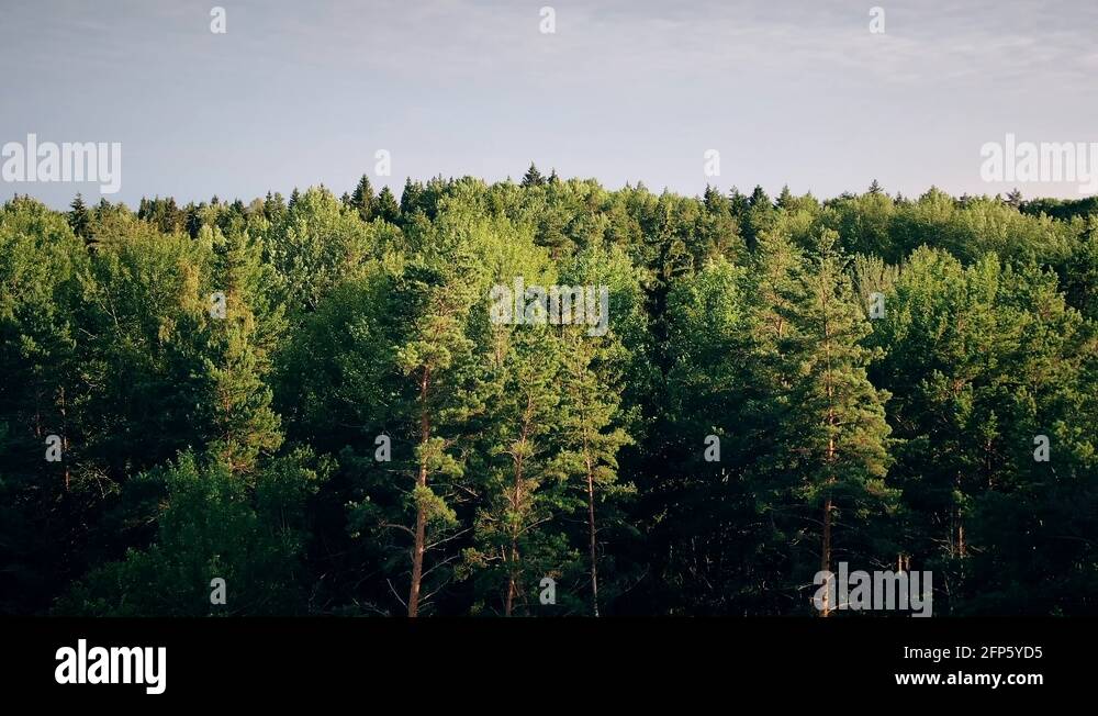 Trees ages Stock Videos & Footage - HD and 4K Video Clips - Alamy
