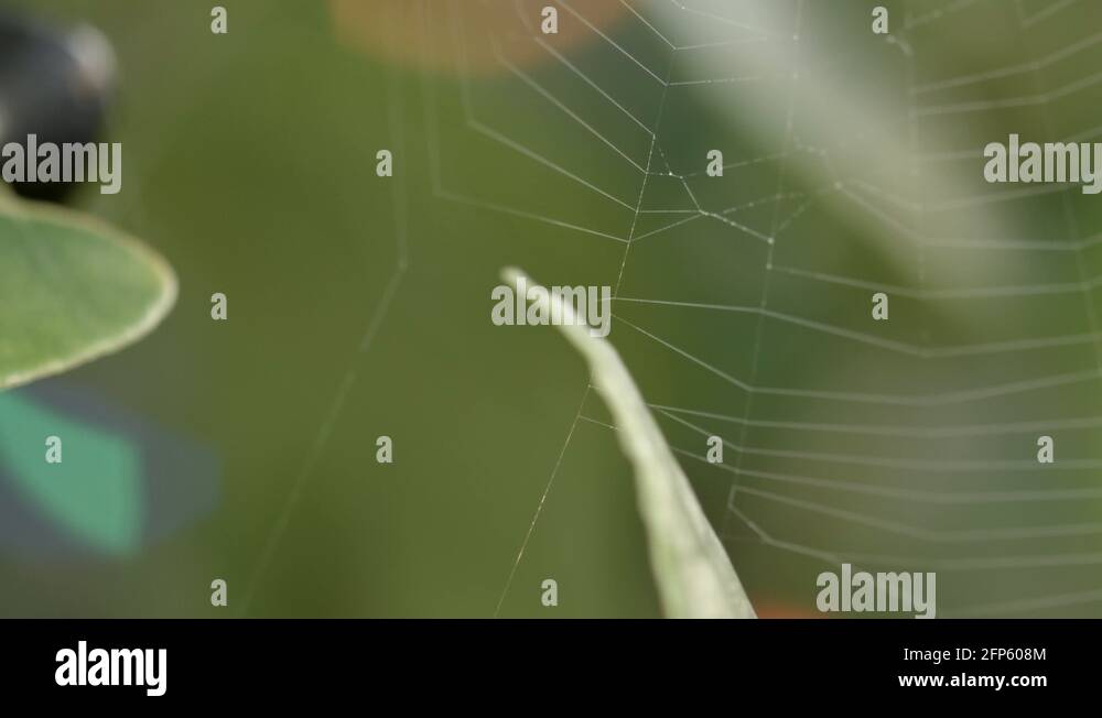 Real web spiders Stock Videos & Footage - HD and 4K Video Clips - Alamy