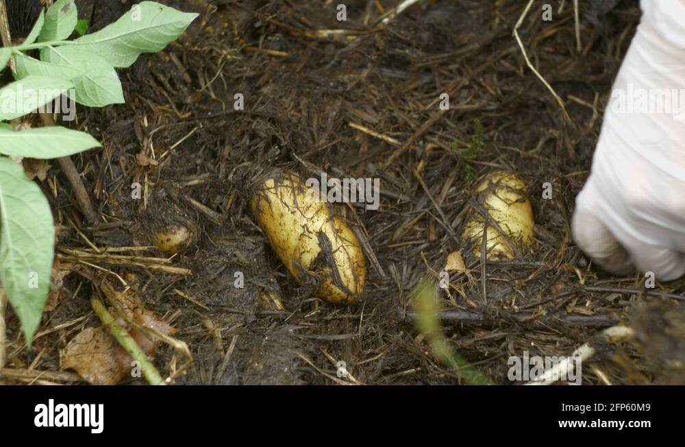 Almond potato Stock Videos & Footage - HD and 4K Video Clips - Alamy