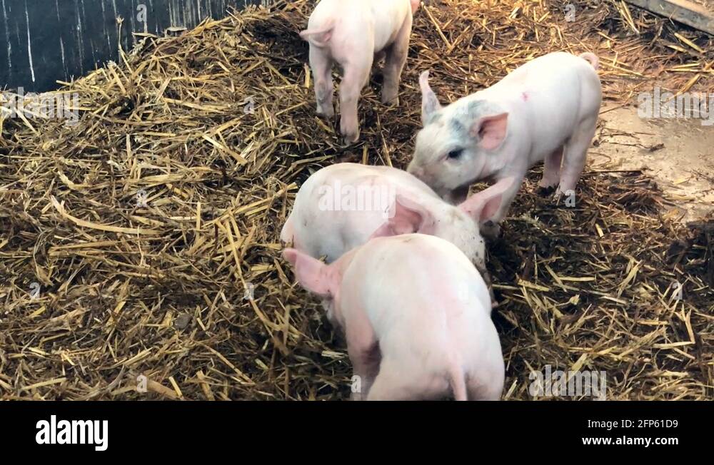 Pig farm scotland Stock Videos & Footage - HD and 4K Video Clips - Alamy