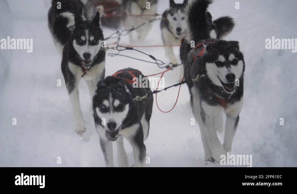 A tandem team Stock Videos & Footage - HD and 4K Video Clips - Alamy