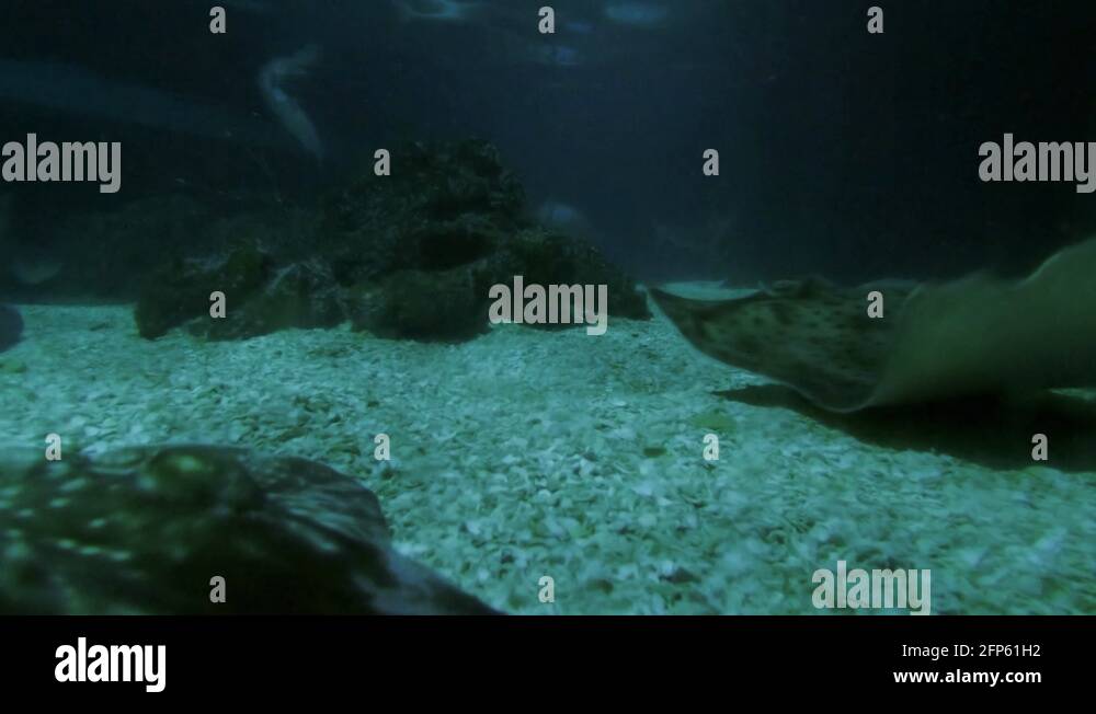 Challenger deep fish Stock Videos & Footage - HD and 4K Video Clips - Alamy