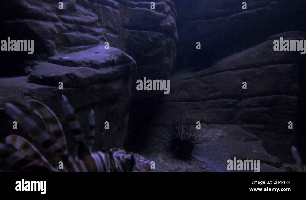 Deep sea predator Stock Videos & Footage - HD and 4K Video Clips - Alamy