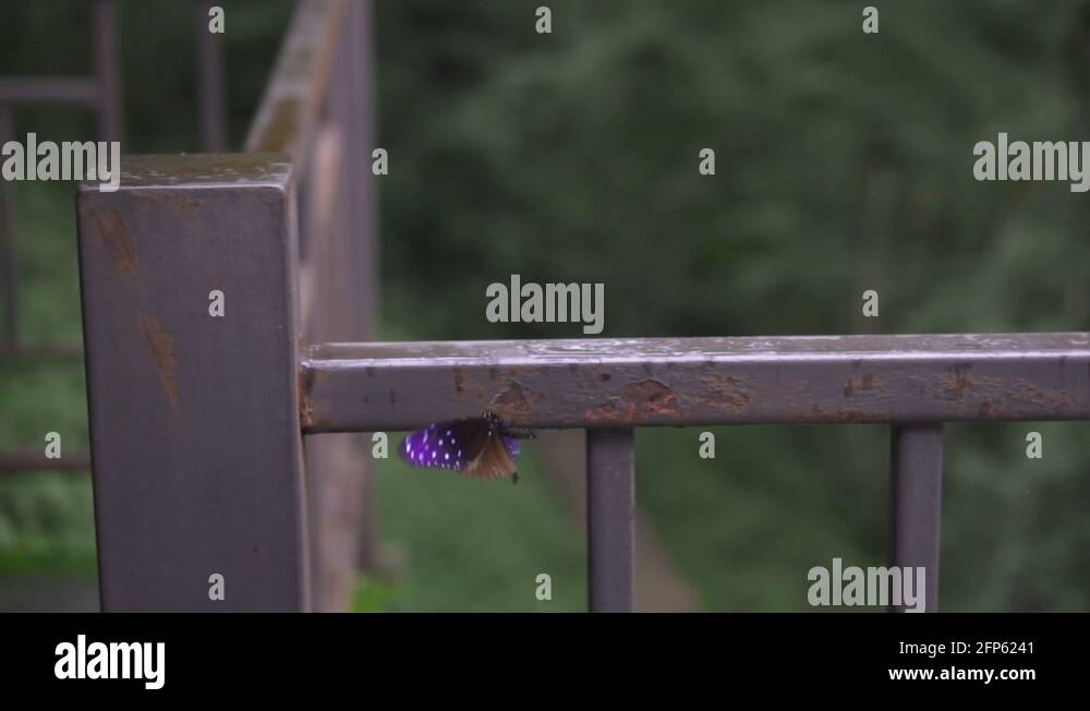 Beautiful flying butterfly Stock Videos & Footage - HD and 4K Video ...