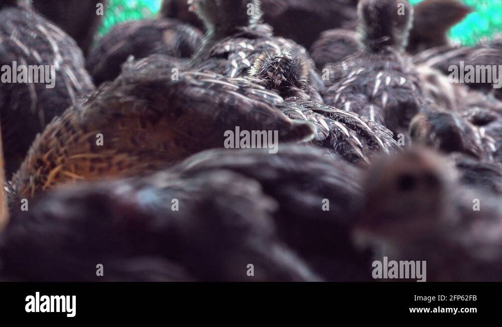 Captive breeding of birds Stock Videos & Footage - HD and 4K Video ...