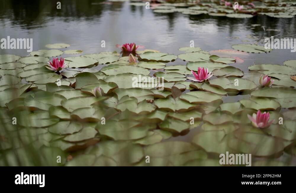 Water lilies floating in pond Stock Videos & Footage - HD and 4K Video ...