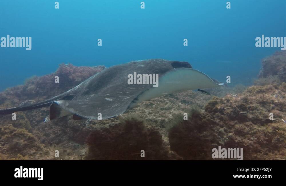 Cowtail ray Stock Videos & Footage - HD and 4K Video Clips - Alamy