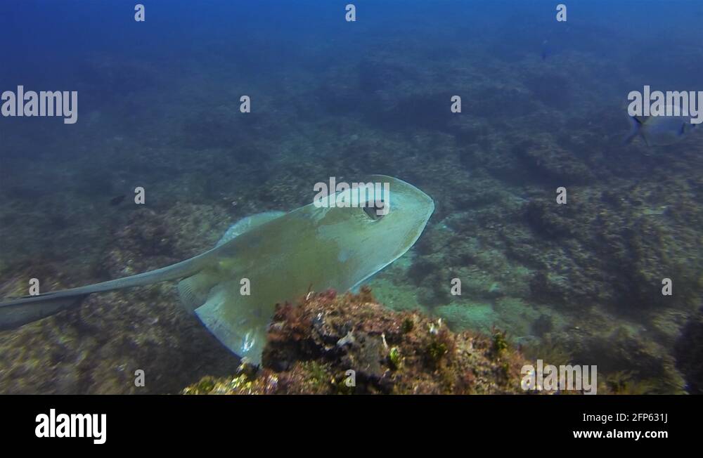 Fantail sting ray Stock Videos & Footage - HD and 4K Video Clips - Alamy