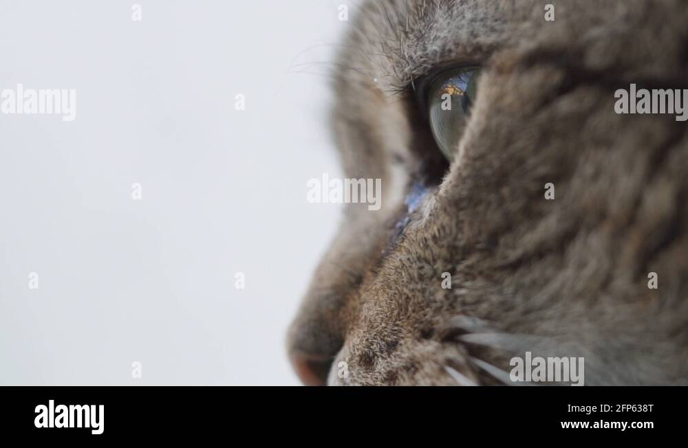 Cat in profile Stock Videos & Footage - HD and 4K Video Clips - Alamy