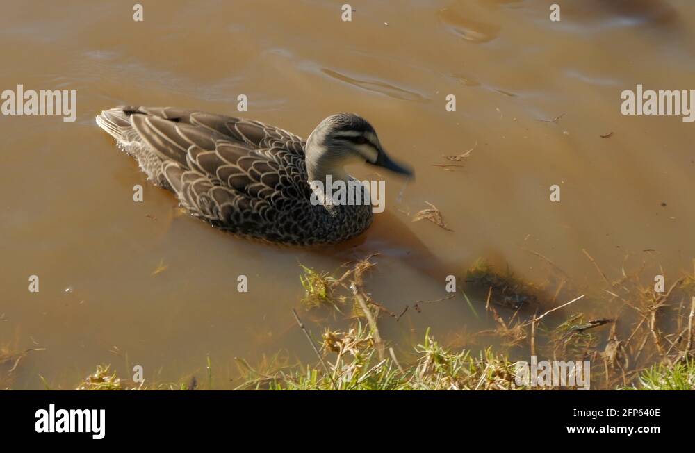 Water fowl australia duck Stock Videos & Footage - HD and 4K Video ...