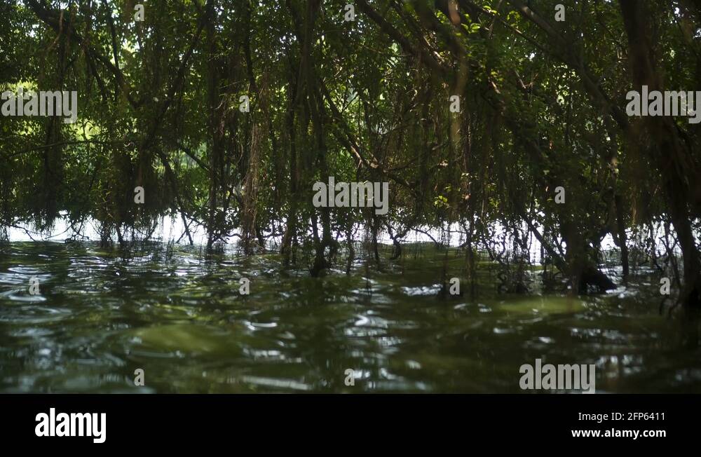 Roots in water background Stock Videos & Footage - HD and 4K Video ...